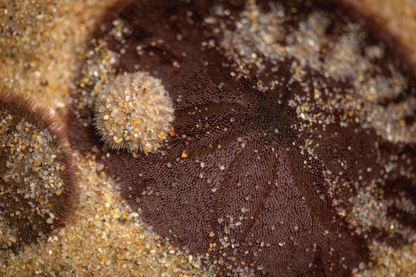 Life of a baby sand dollar | Stories | Monterey Bay Aquarium