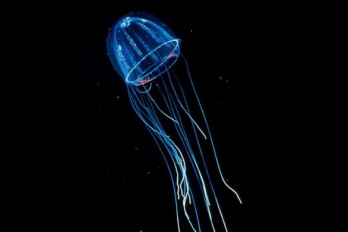Mid Water Jellyfish