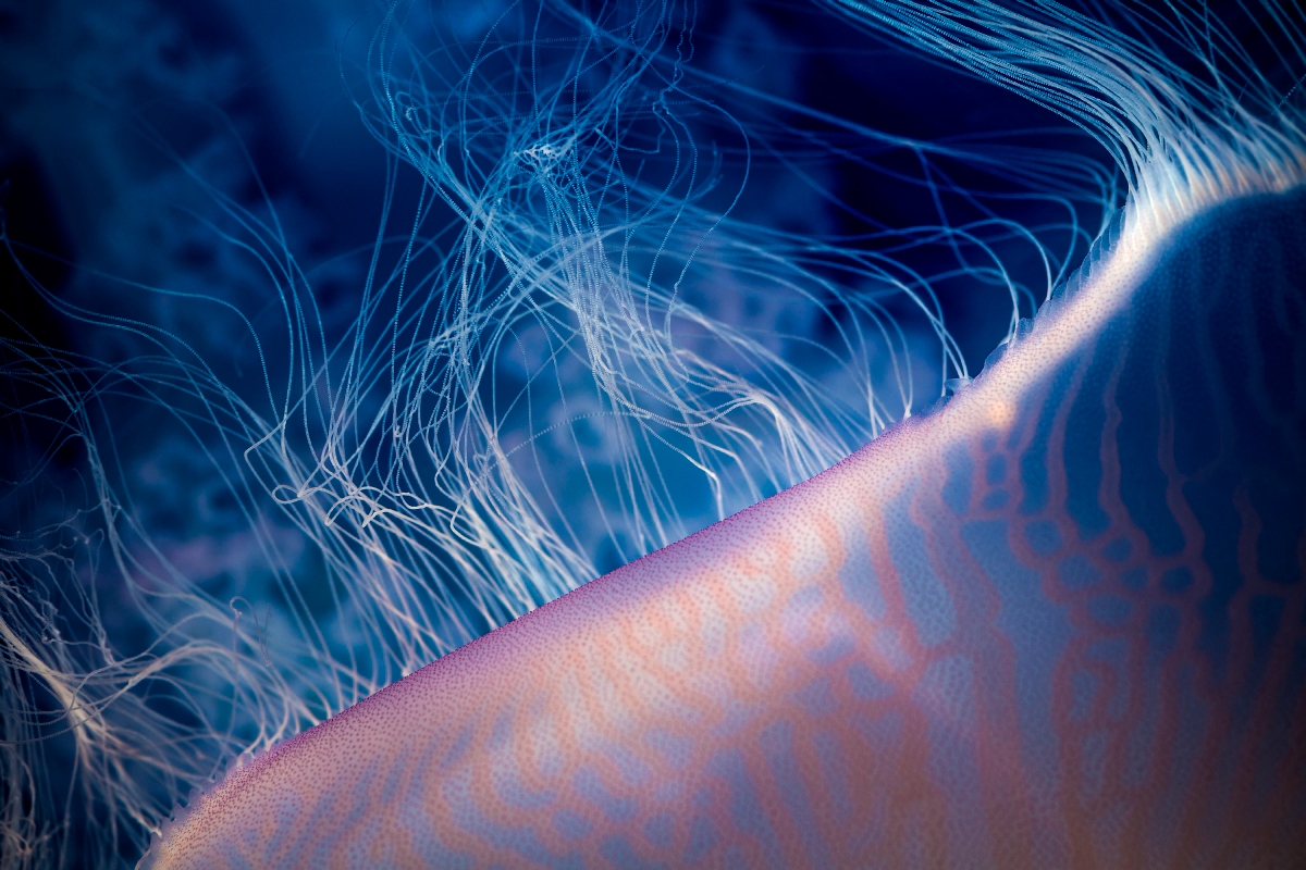 National Portrait Gallery Honors Julie Packard | Monterey Bay Aquarium