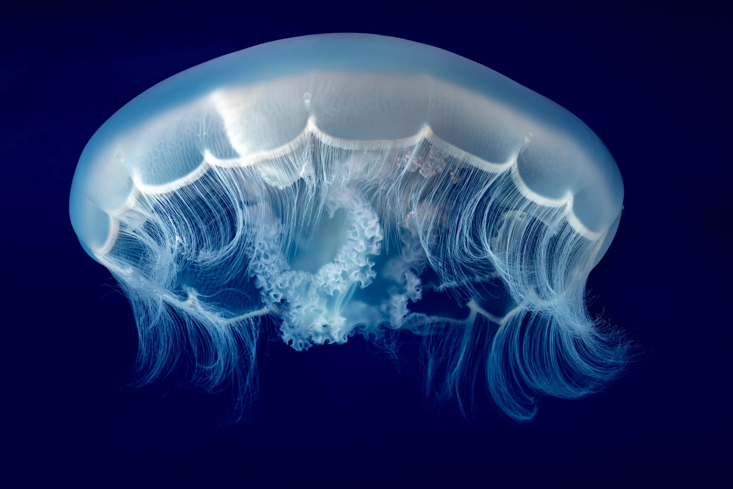 Jellies | Animals | Monterey Bay Aquarium