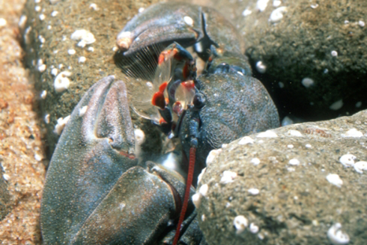 Fat innkeeper worm | Animals | Monterey Bay Aquarium