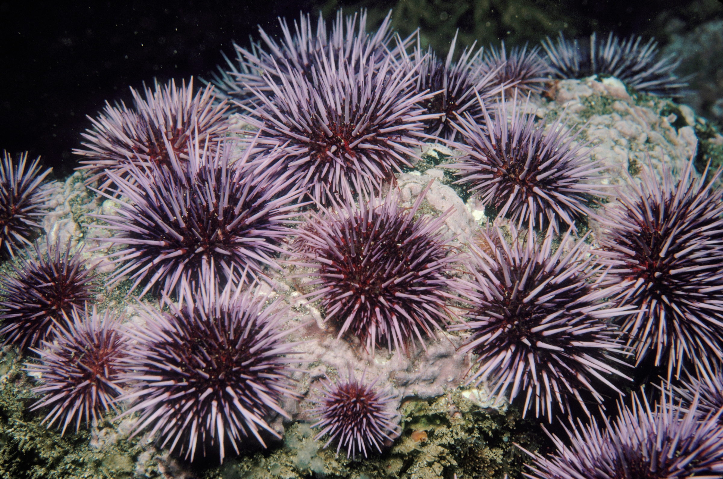 Kelp forest | Habitat | Monterey Bay Aquarium