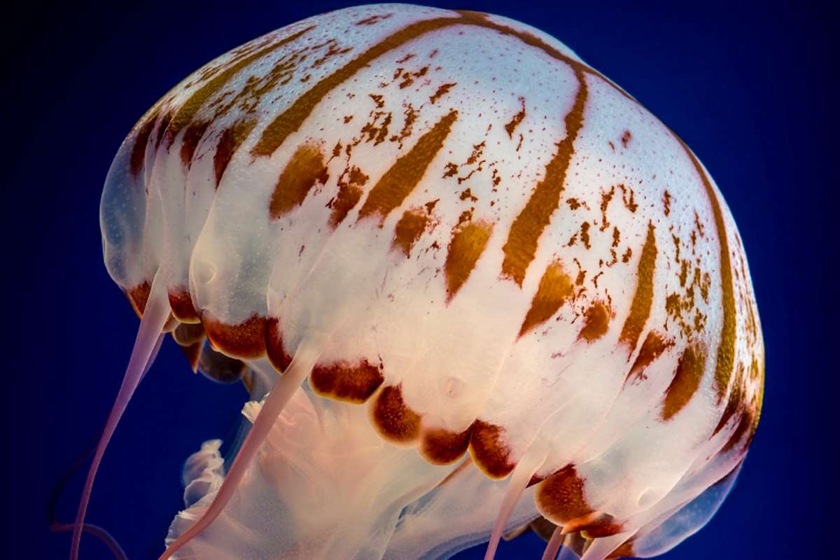 Purple Striped Jellyfish Life Cycle