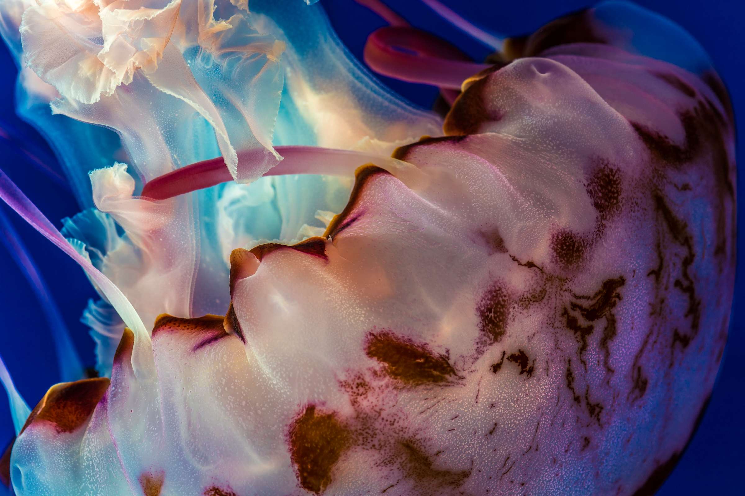 Jellies | Animals | Monterey Bay Aquarium