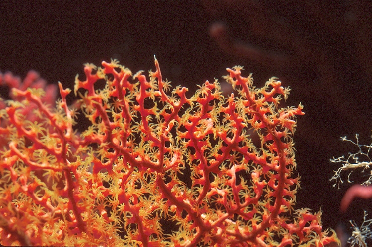 Sea lemon | Animals | Monterey Bay Aquarium