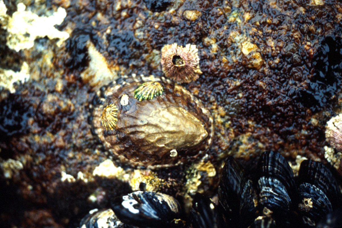 Where Do Limpets Live