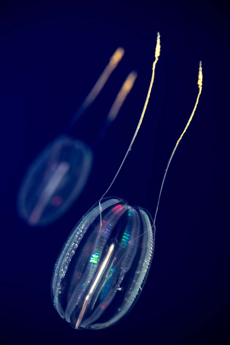 Growing jellies from the surface to the depths | Stories | Monterey Bay ...