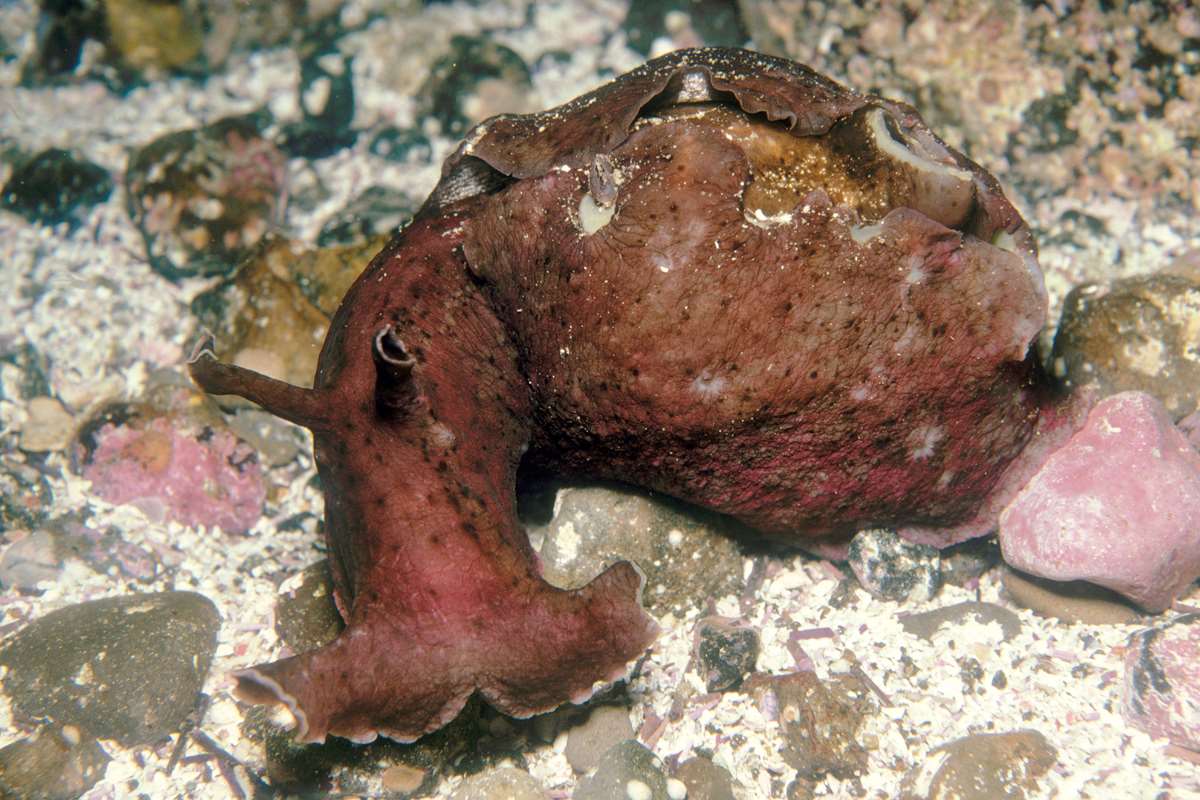 Sea hare | Animals | Monterey Bay Aquarium