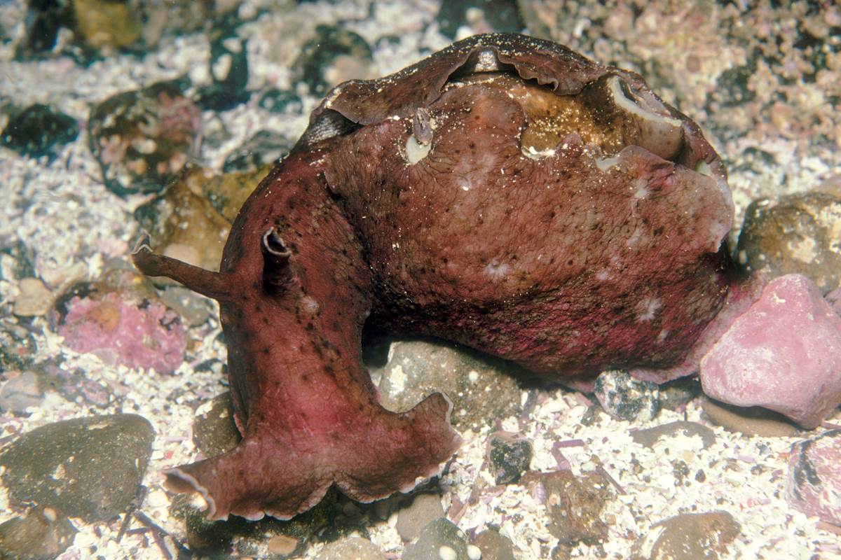 Sea hare | Animals | Monterey Bay Aquarium