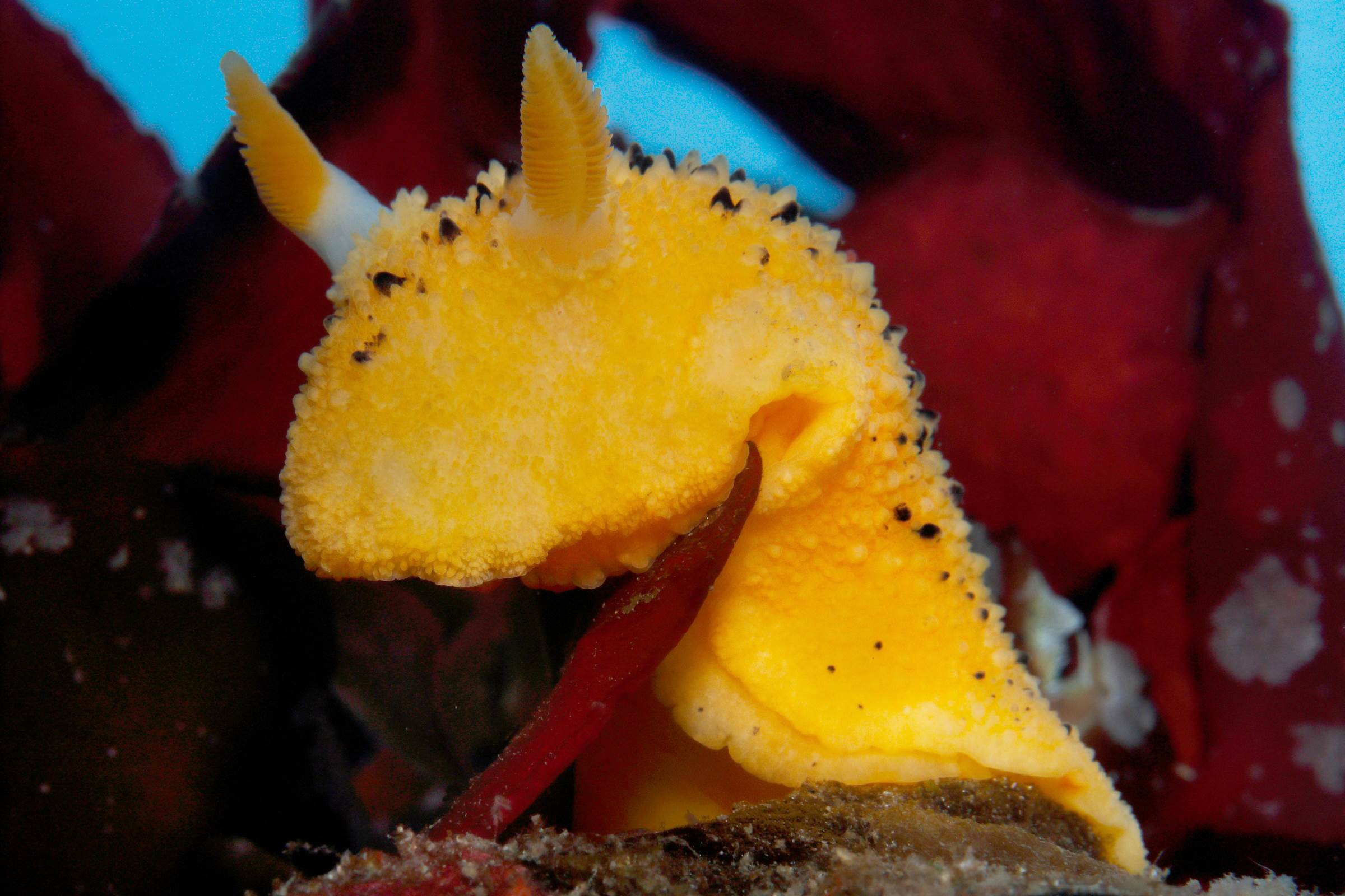Sea lemon | Animals | Monterey Bay Aquarium