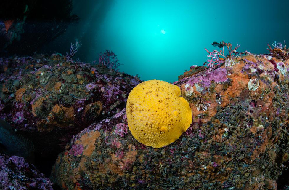 Sea lemon | Animals | Monterey Bay Aquarium