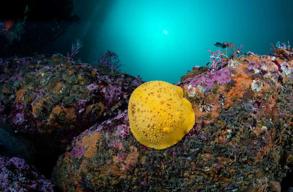 Sea lemon | Animals | Monterey Bay Aquarium