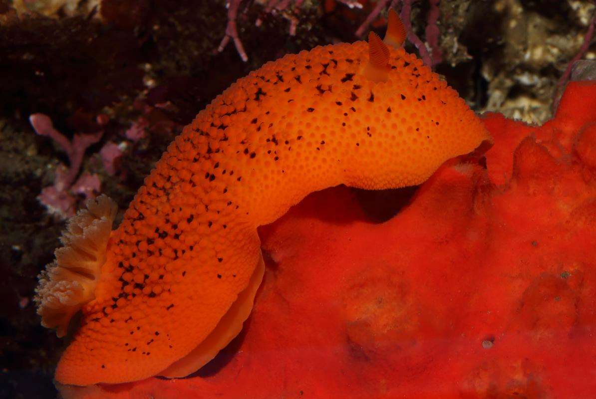 Sea lemon | Animals | Monterey Bay Aquarium