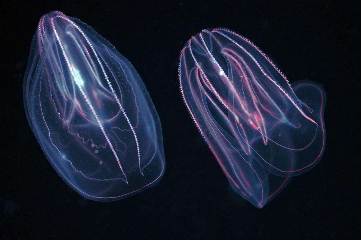 Growing jellies from the surface to the depths | Stories | Monterey Bay ...