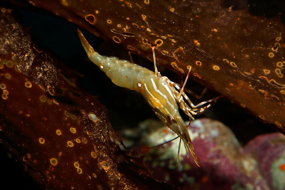 Spot prawn | Animals | Monterey Bay Aquarium