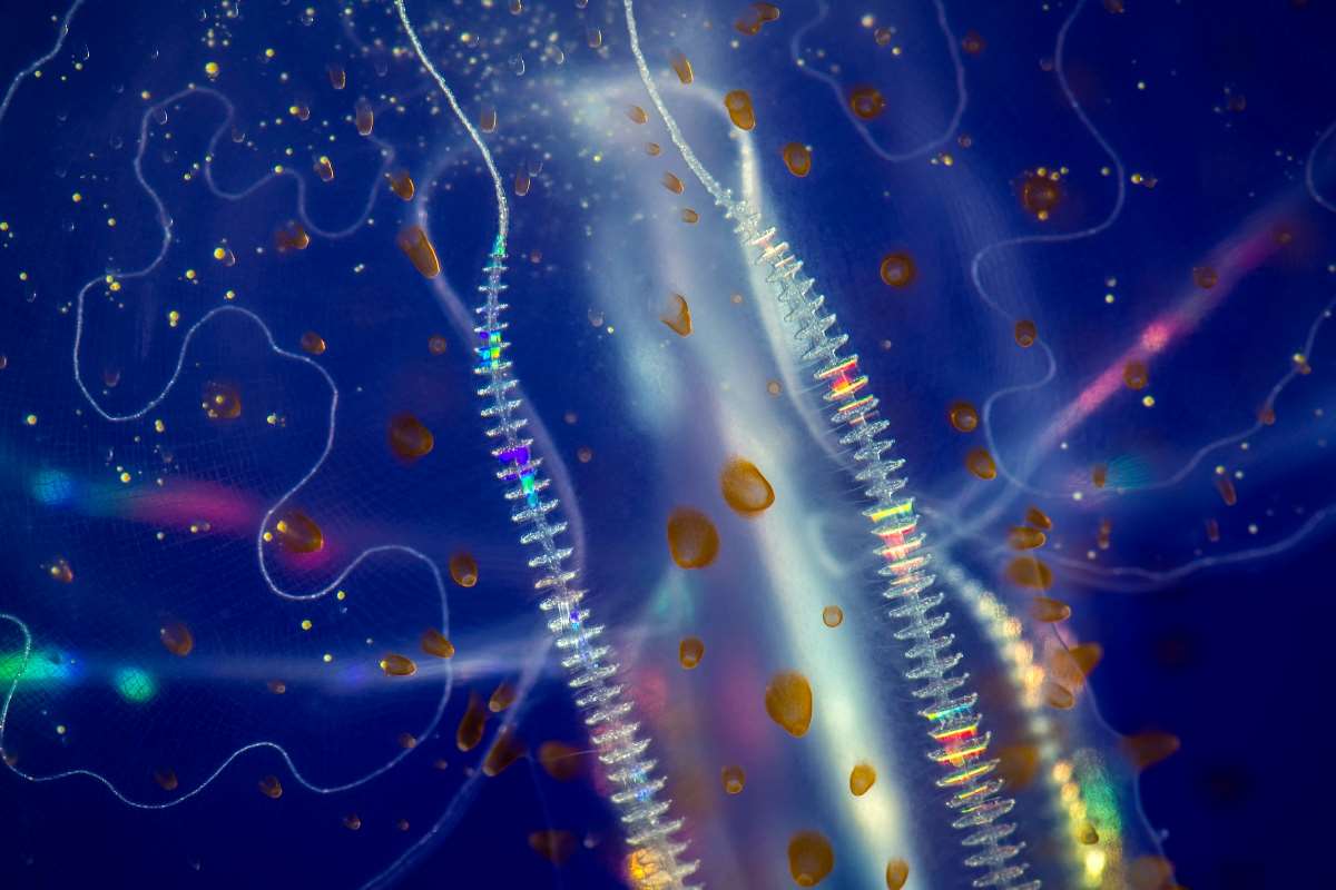 What's the deal with the octopus poop noodle? | Monterey Bay Aquarium