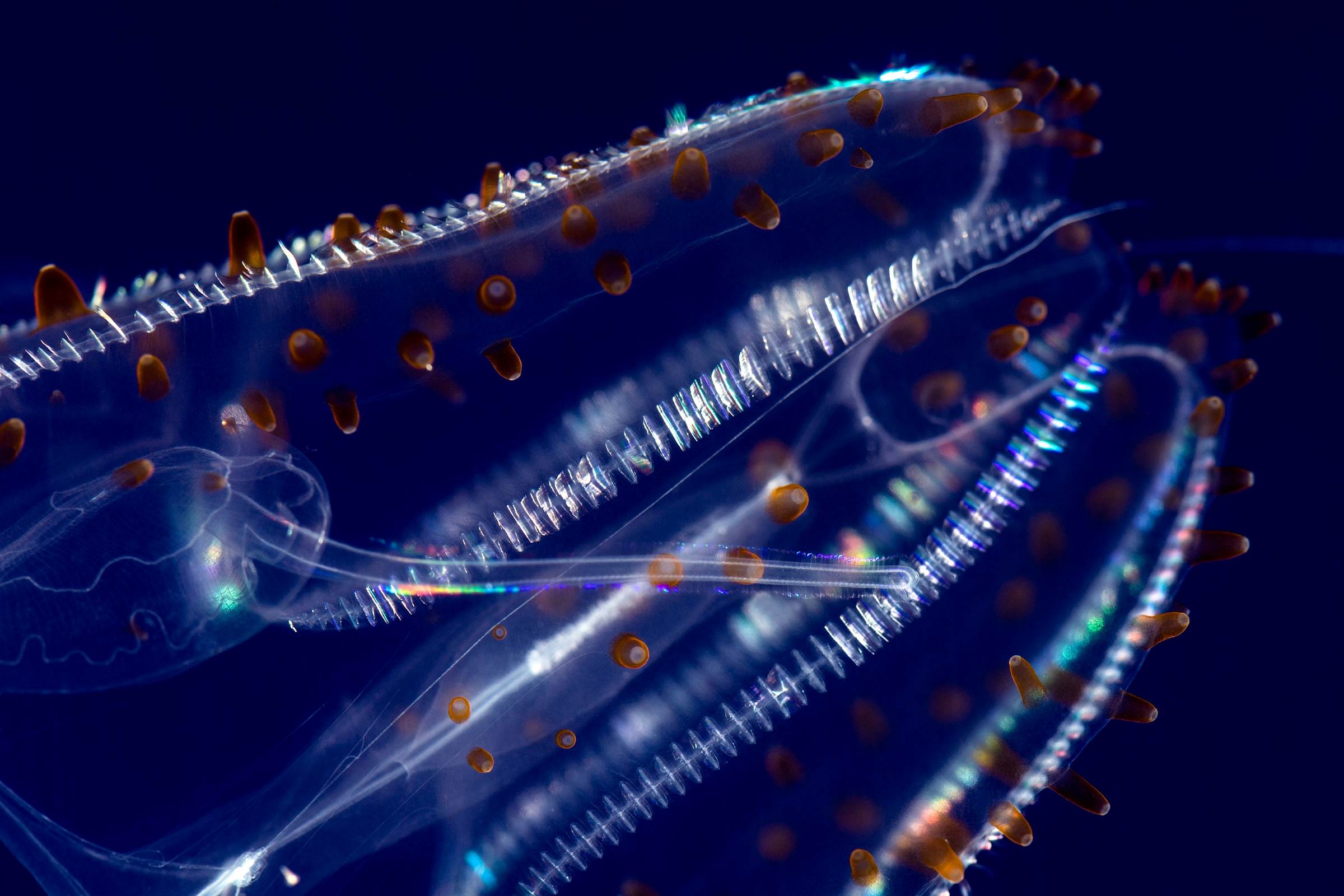 Comb jelly | Animals | Monterey Bay Aquarium