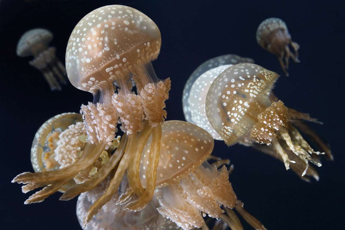 Jellies | Animals | Monterey Bay Aquarium