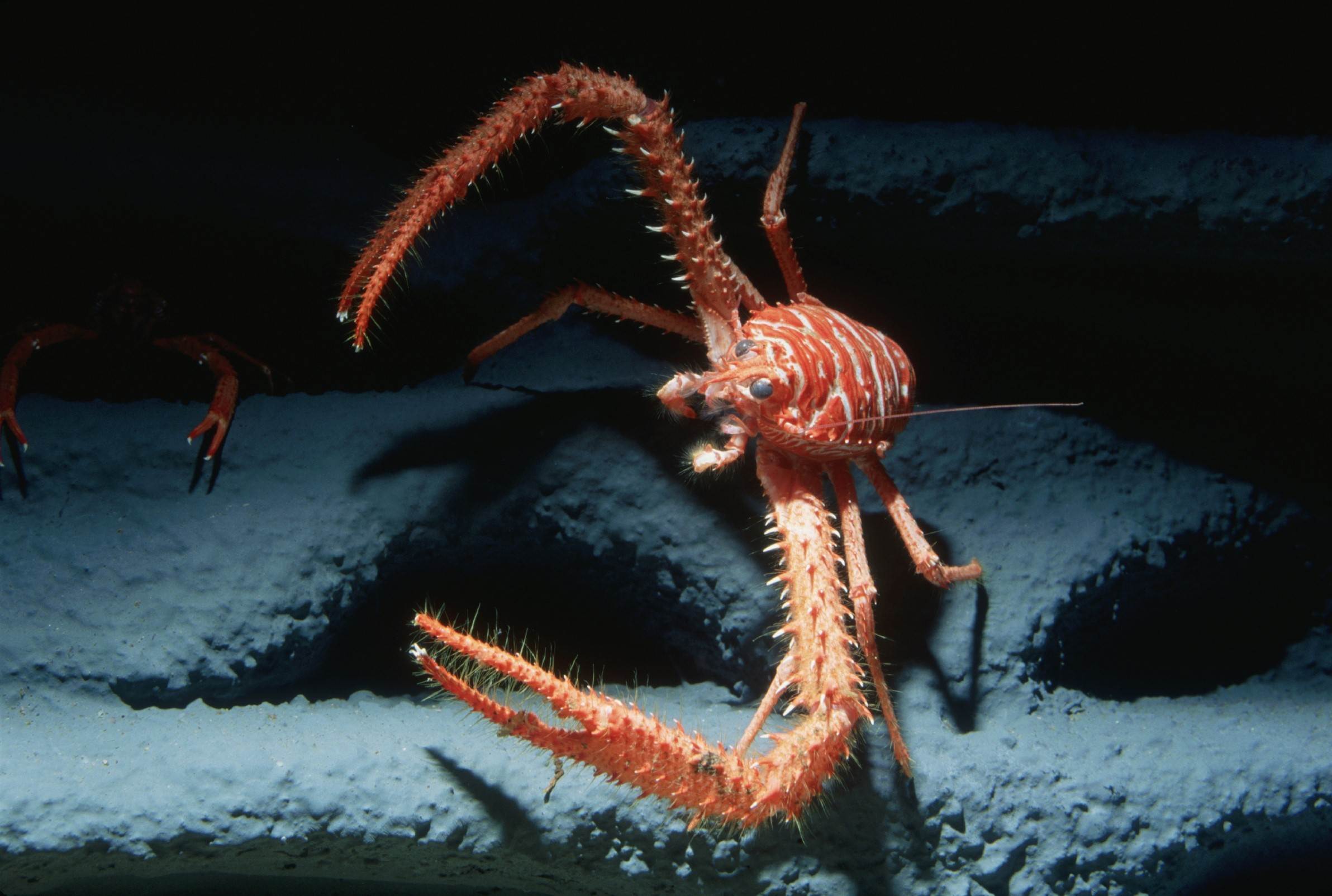 Squat lobster | Animals | Monterey Bay Aquarium