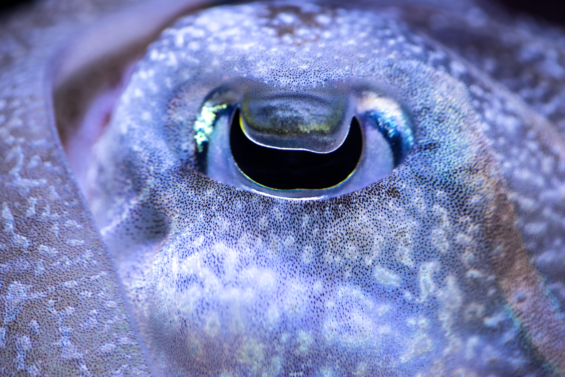 Abalone | Animals | Monterey Bay Aquarium