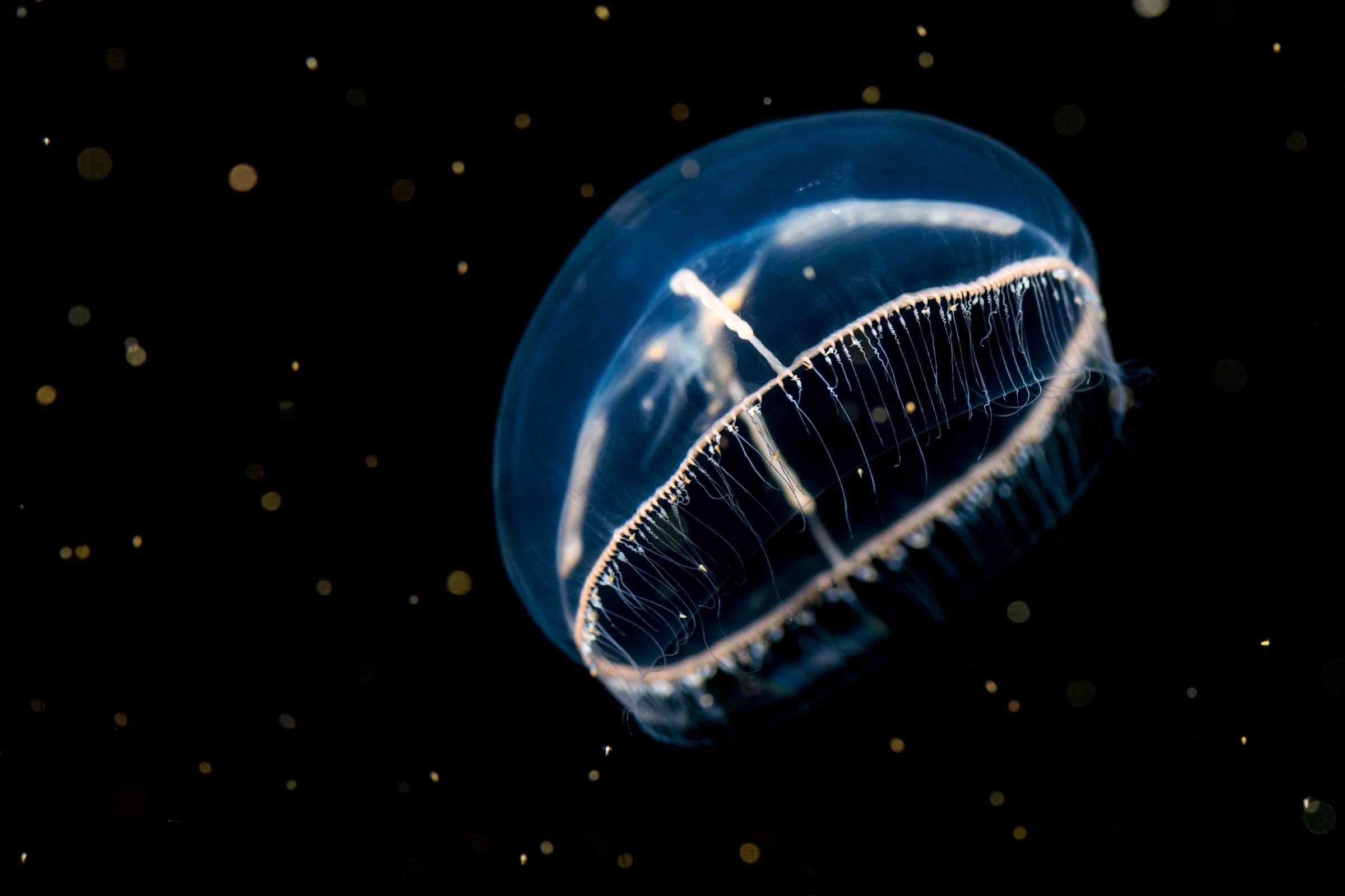 Jellies | Animals | Monterey Bay Aquarium