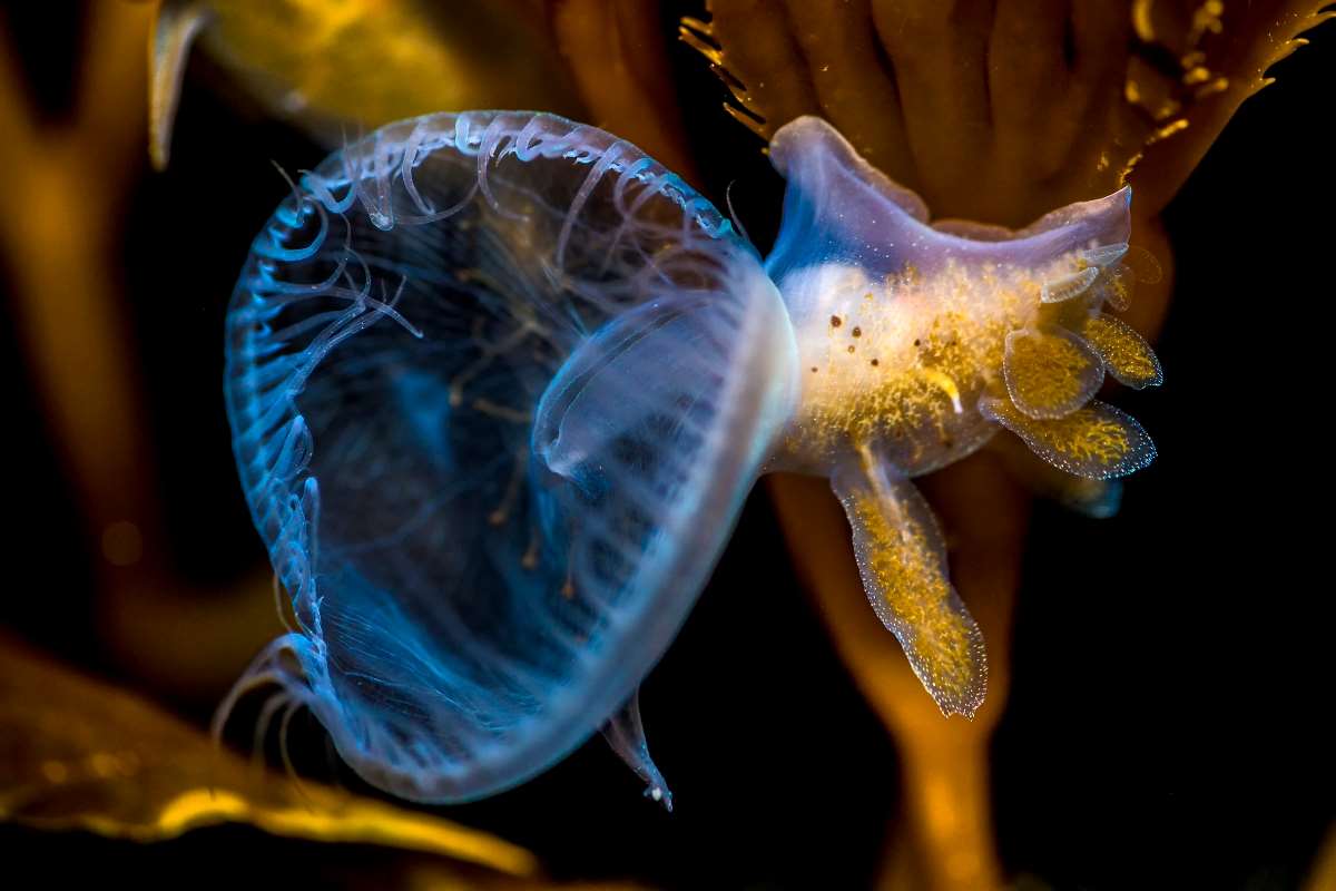 Things that stink and suck | Monterey Bay Aquarium