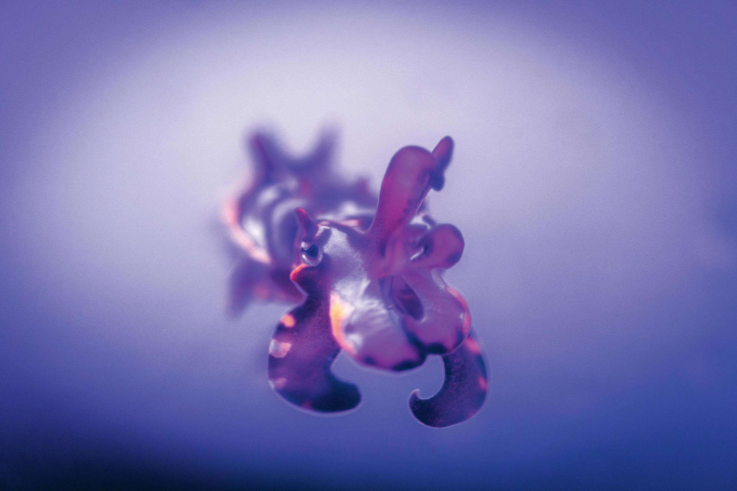 Cephalapod image gallery | Stories | Monterey Bay Aquarium