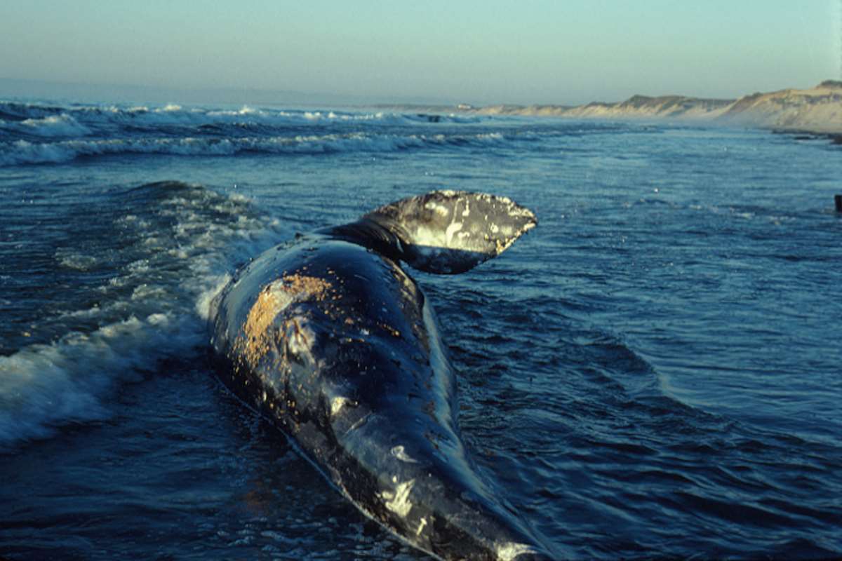 From giants to gardens: A fallen whale’s legacy | Stories | Monterey ...