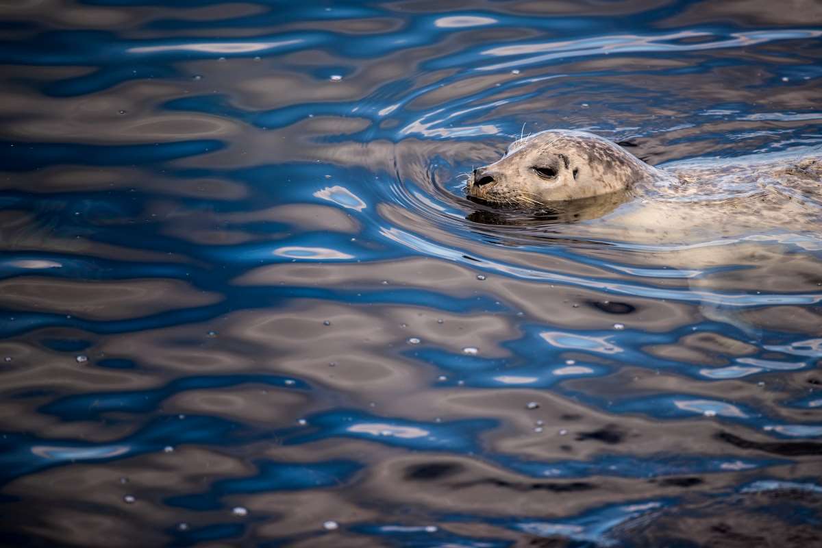 Harbor seal | Animals | Monterey Bay Aquarium