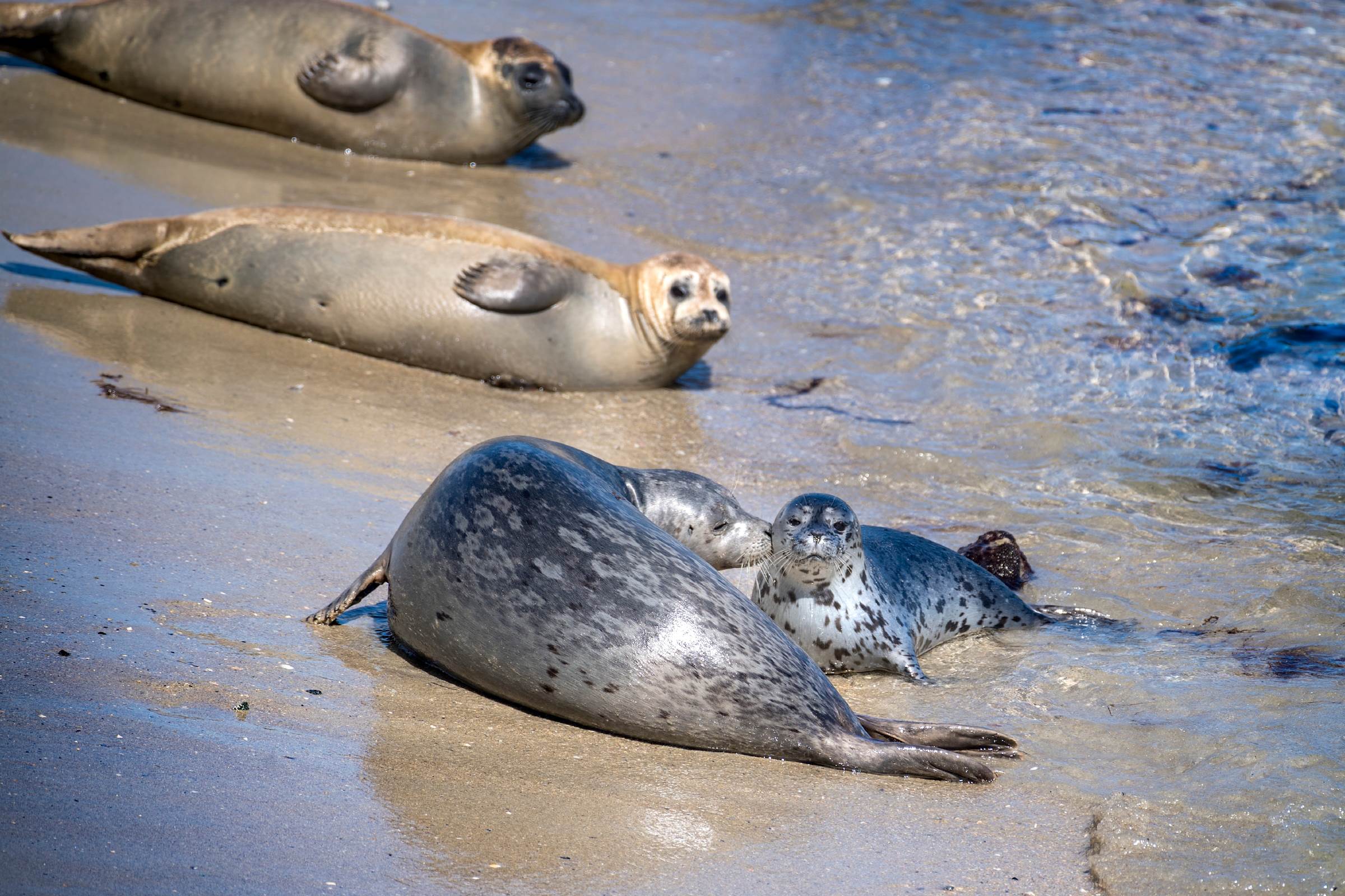 Kelp forest | Habitat | Monterey Bay Aquarium