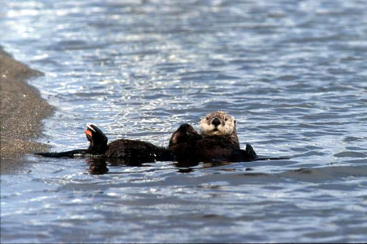 Sea Otter Program timeline | Animals | Monterey Bay Aquarium