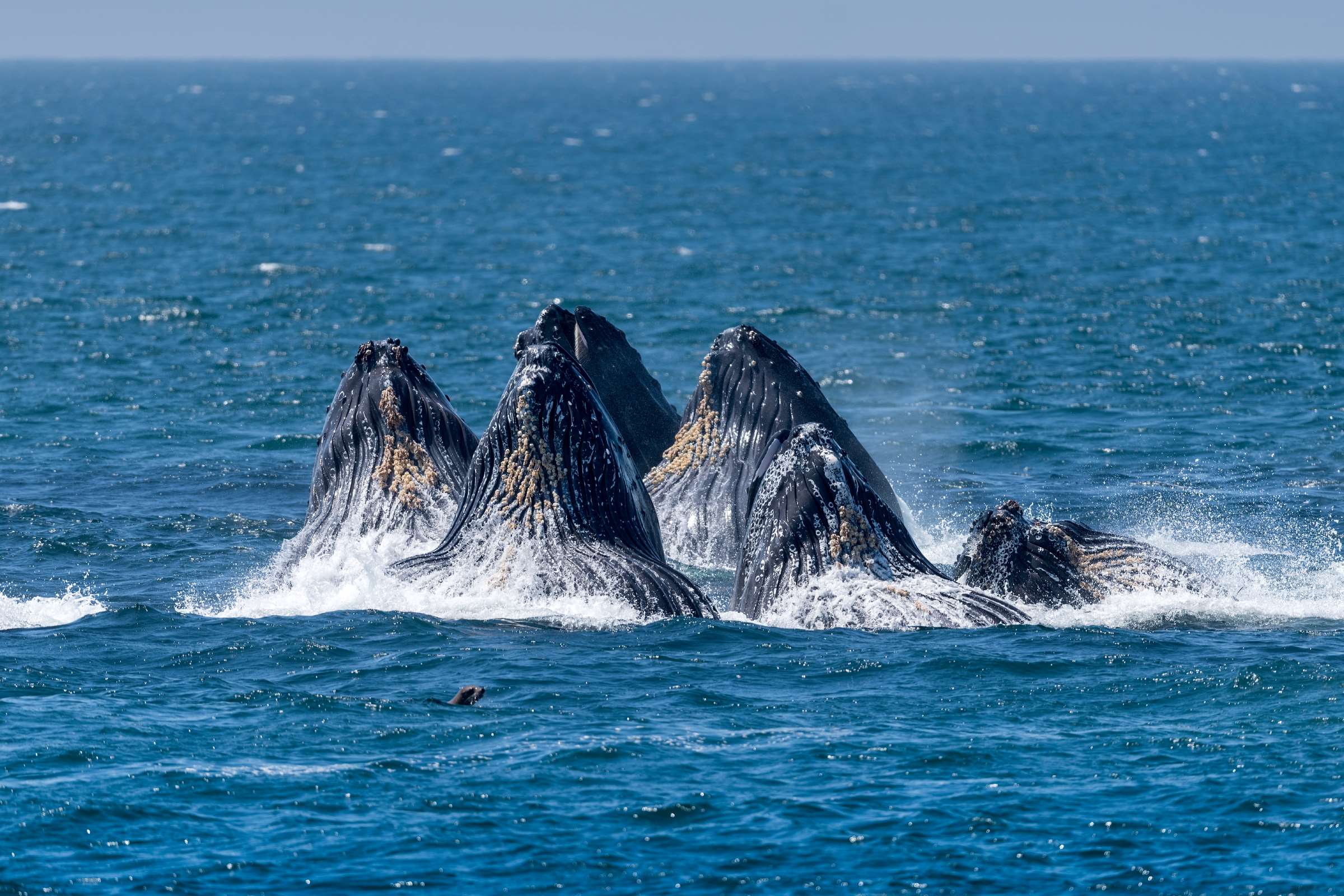 Visit | Monterey Bay Aquarium