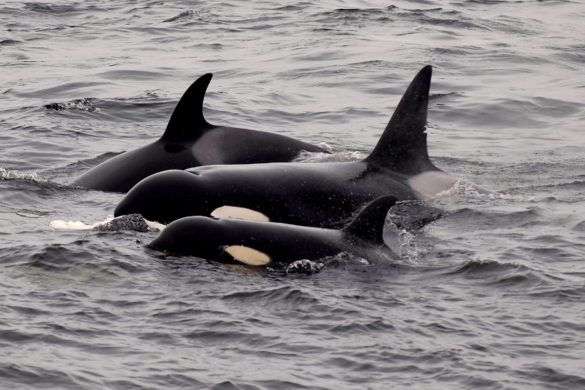 Aquariums With Orca Whales