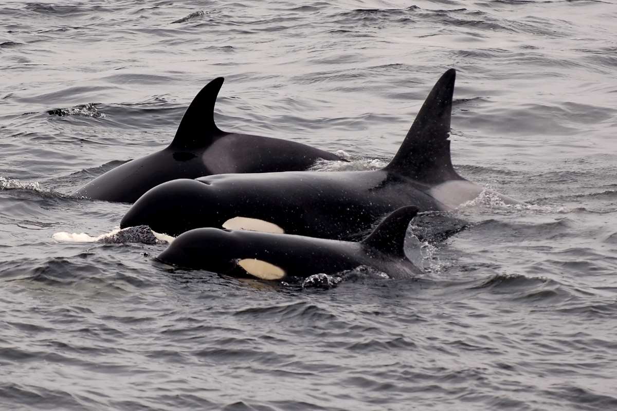 Amazing animal moms in the ocean | Monterey Bay Aquarium