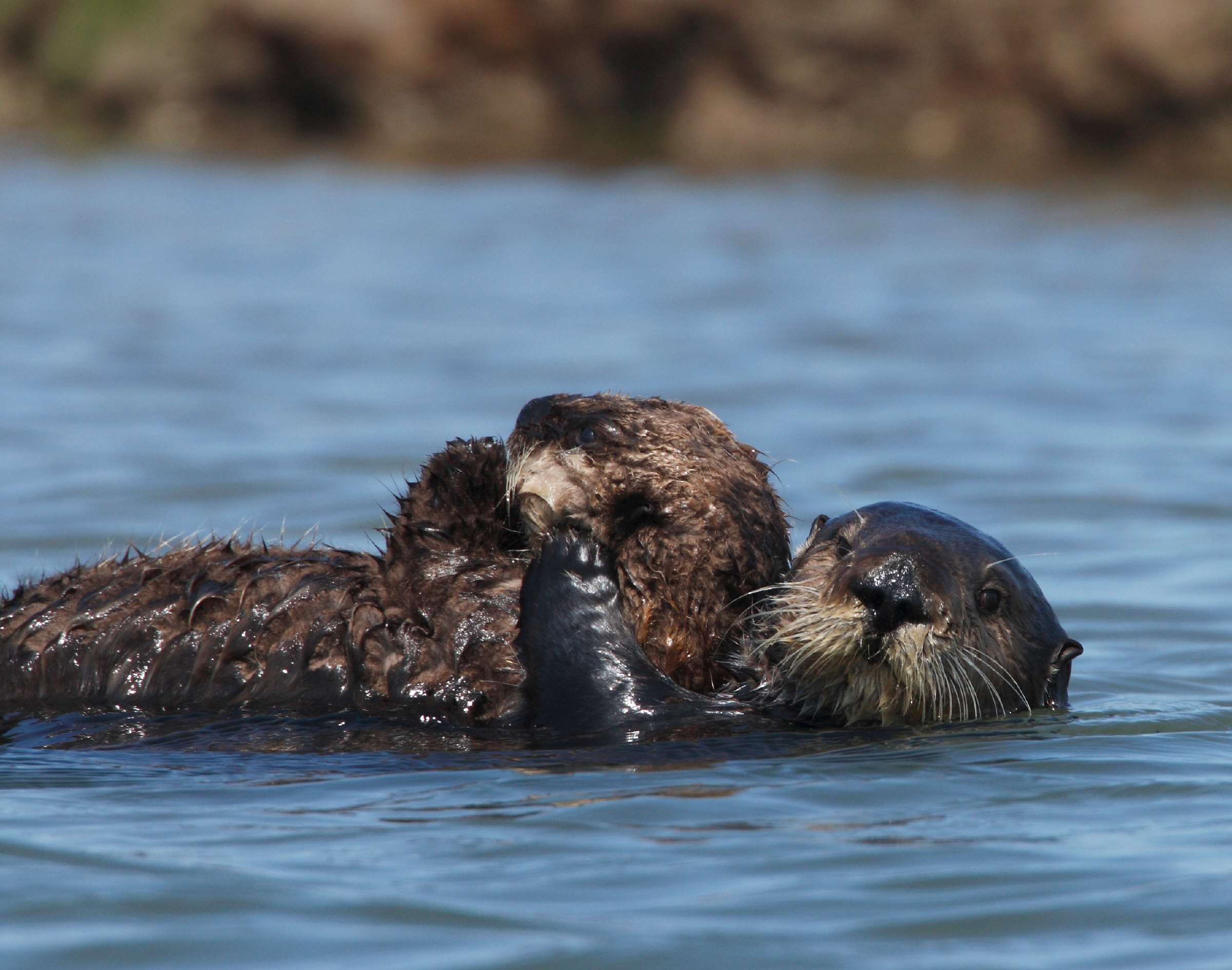 Sea Otter | Live cam | Monterey Bay Aquarium