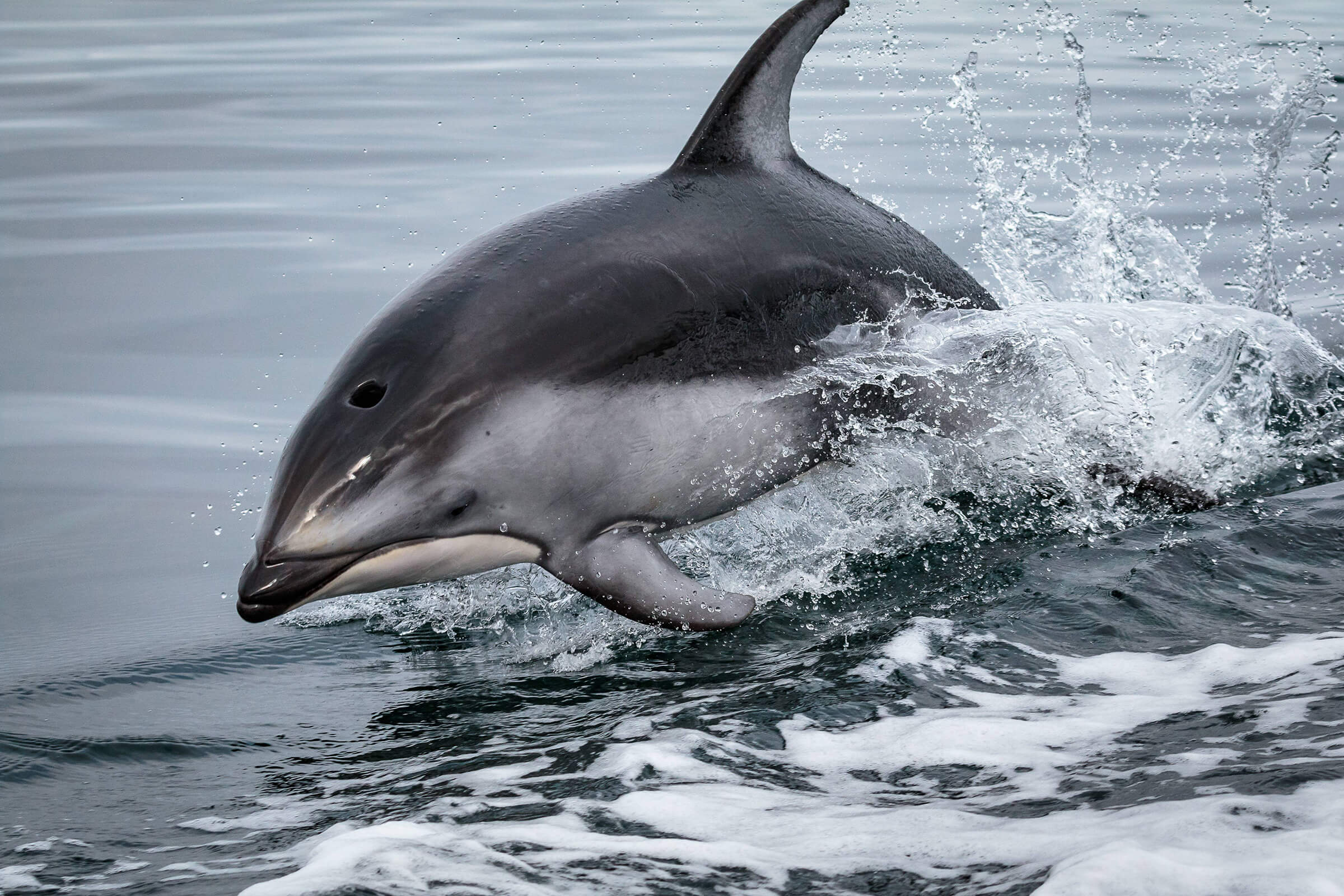 Pacific white-sided dolphin | Animals | Monterey Bay Aquarium