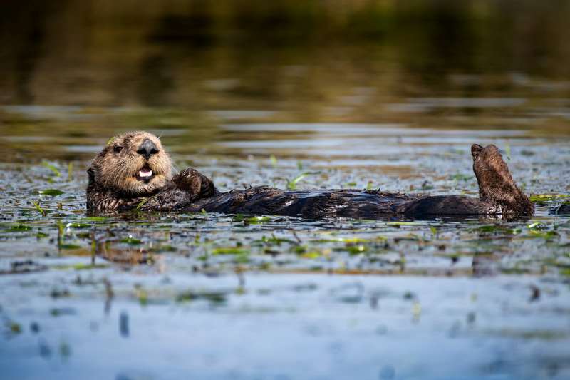 Sea Otter Program timeline | Animals | Monterey Bay Aquarium