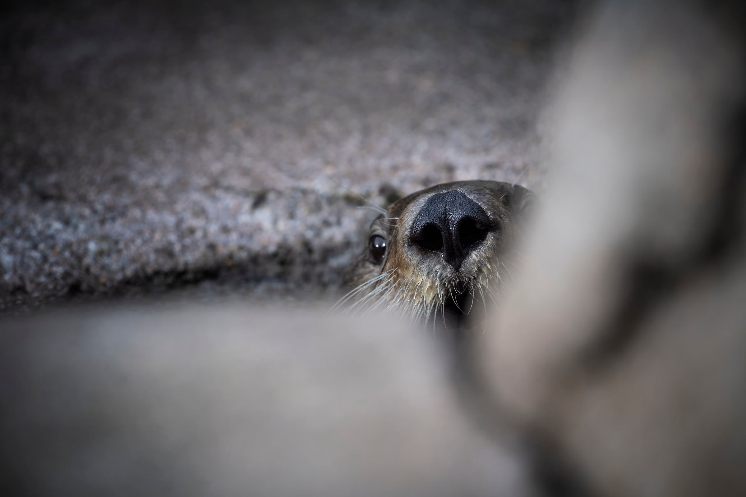 What's the deal with the octopus poop noodle? | Monterey Bay Aquarium