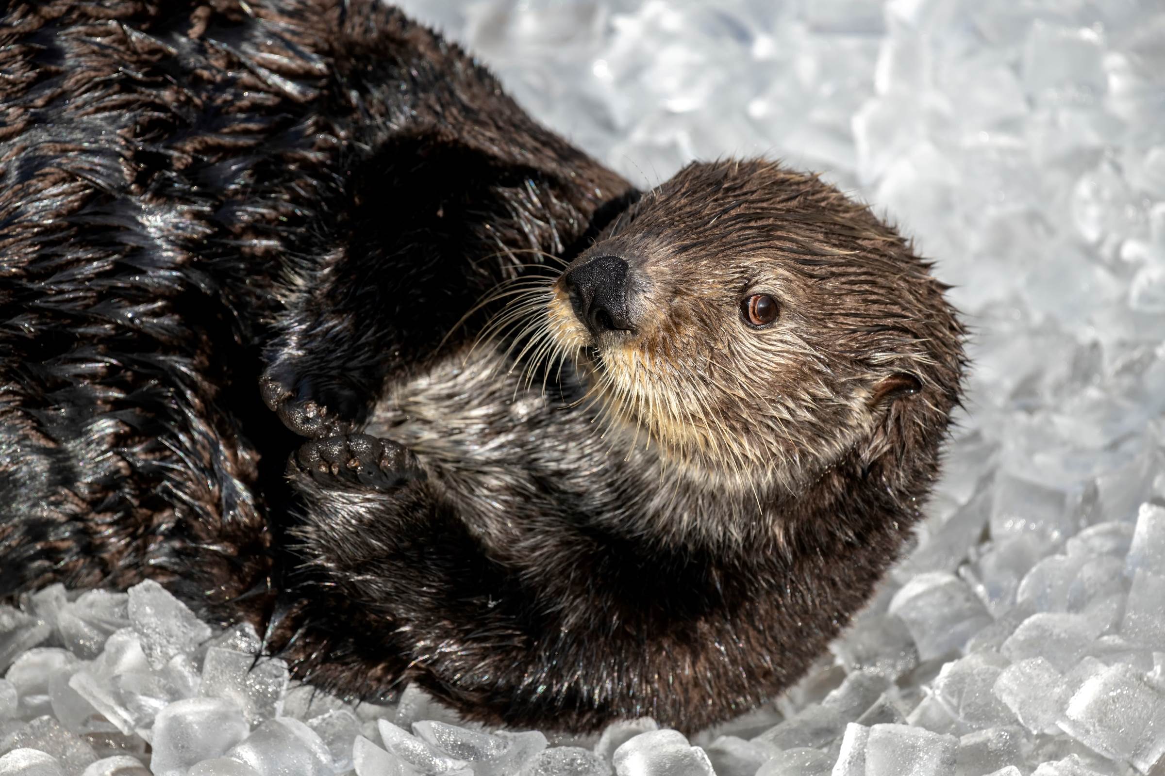 Sea Otters | Exhibit | Monterey Bay Aquarium