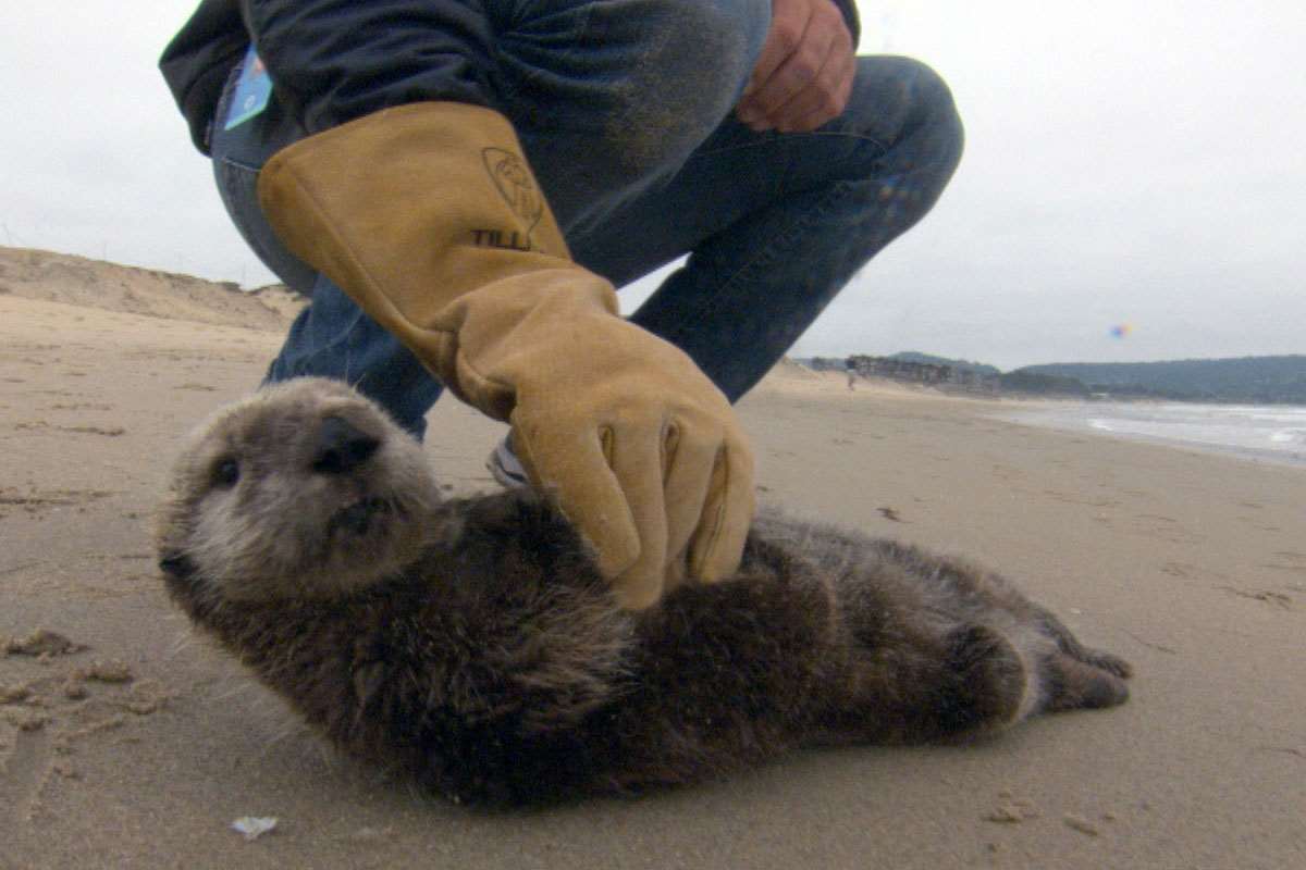 Otter 501 death | Monterey Bay Aquarium