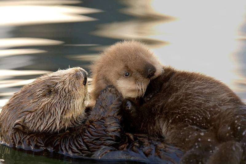Sea Otter Program timeline | Animals | Monterey Bay Aquarium