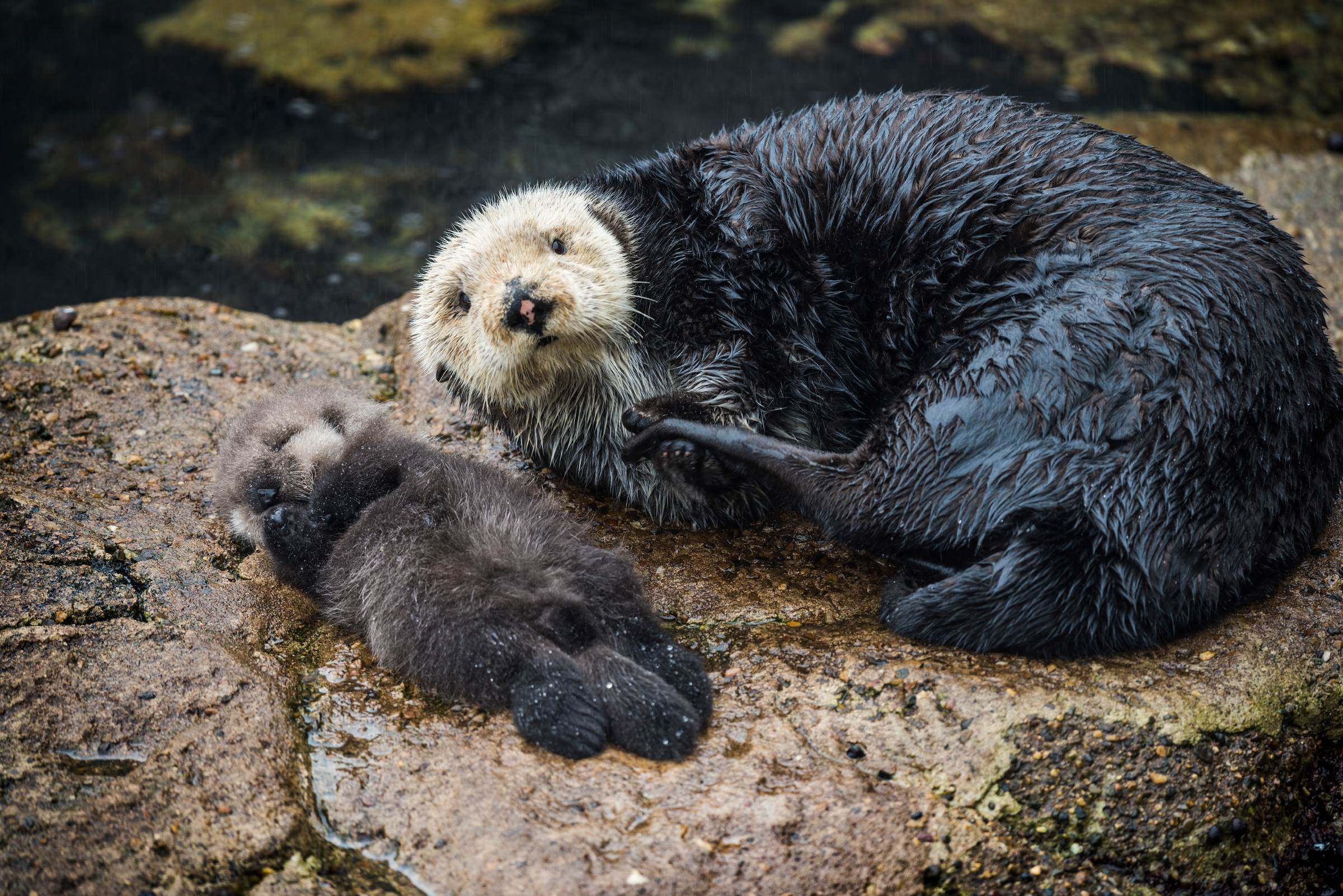 Sea otter rescue and research | Stories | Monterey Bay Aquarium