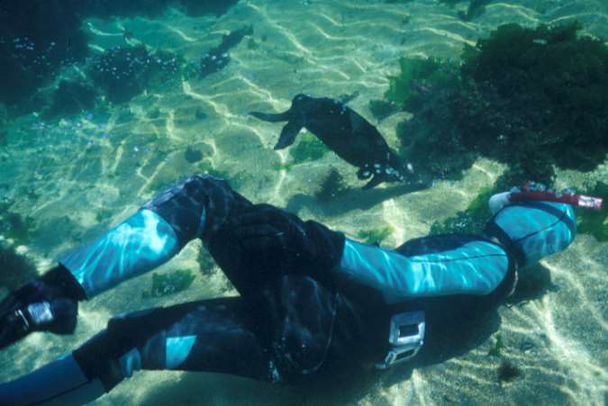 Sea Otter Program timeline | Animals | Monterey Bay Aquarium