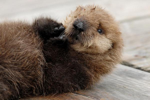 How to report a stranded otter | Monterey Bay Aquarium