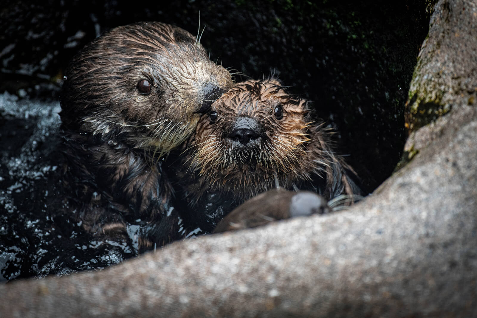 What's the deal with the octopus poop noodle? | Monterey Bay Aquarium