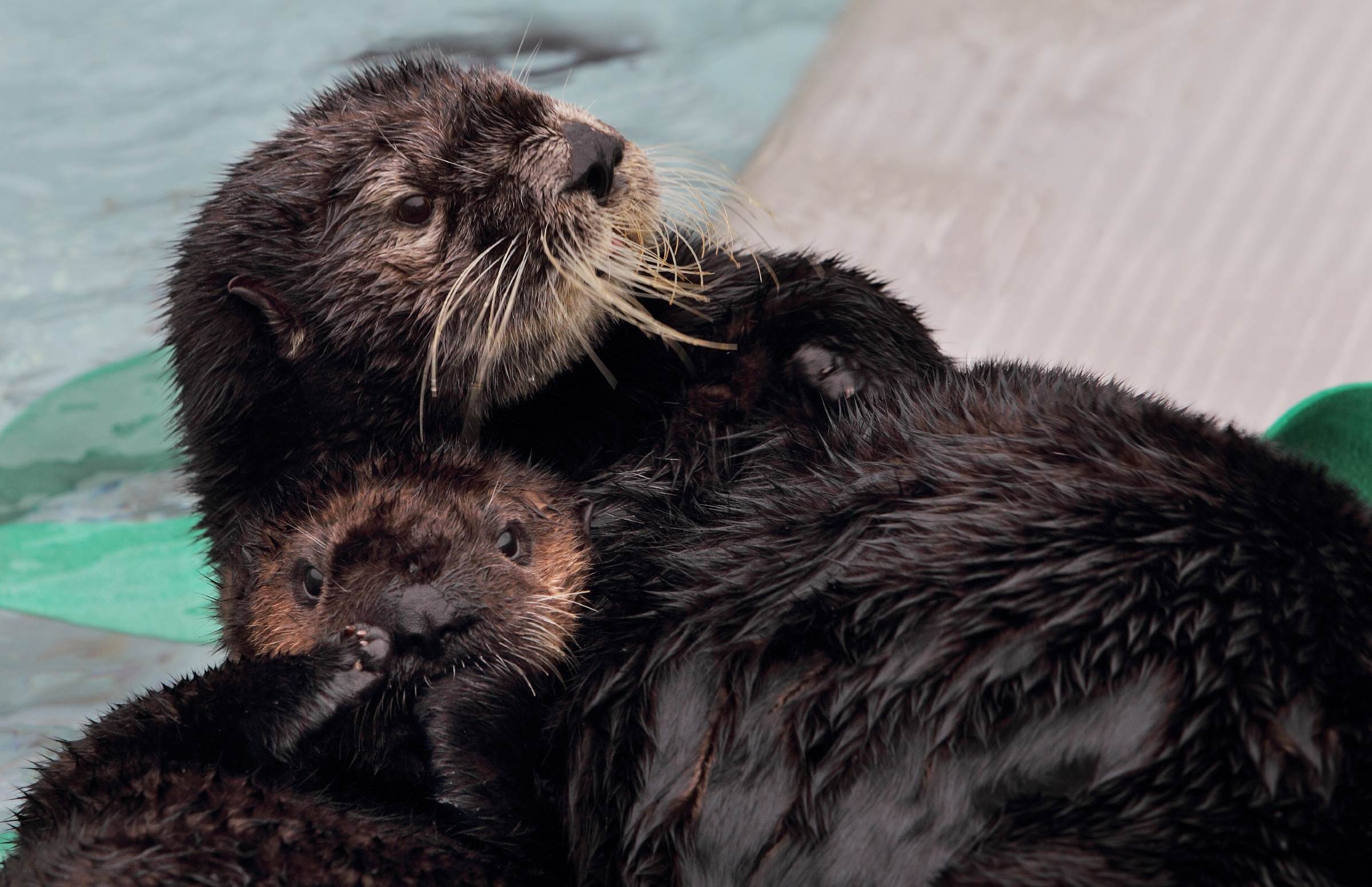 Sea Otters | Exhibit | Monterey Bay Aquarium