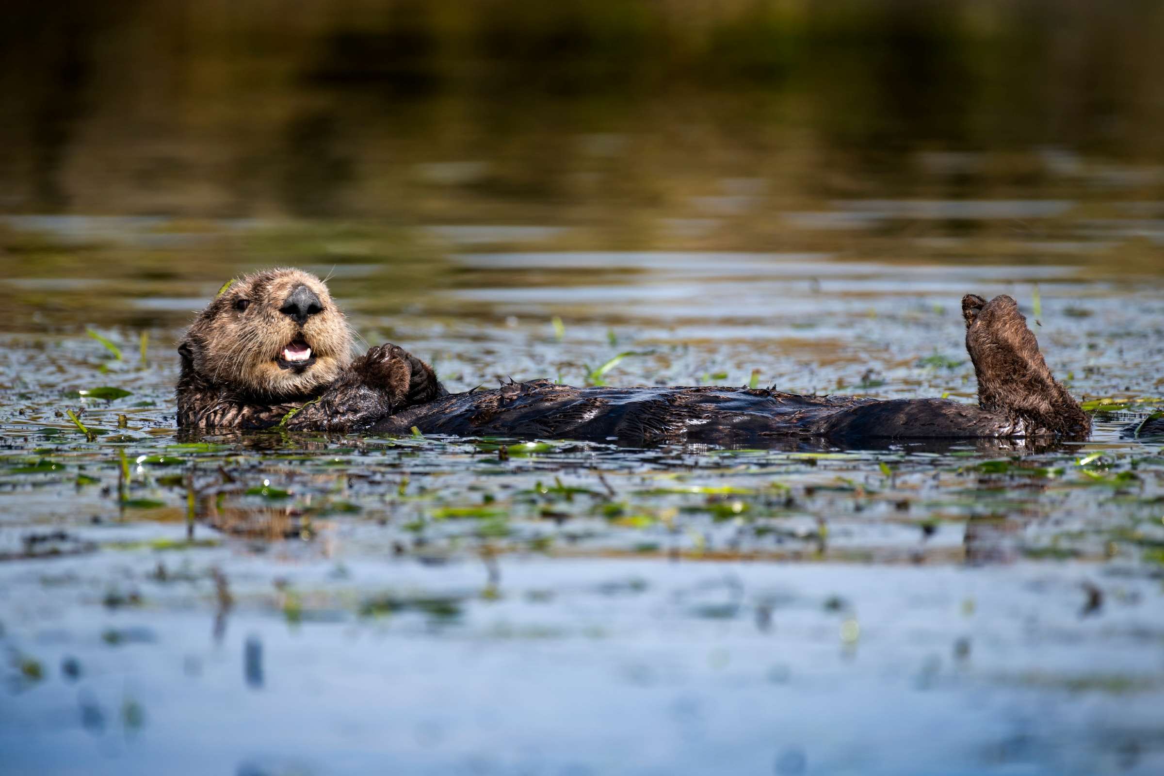 Sea otters’ perilous path to recovery | Stories | Monterey Bay Aquarium