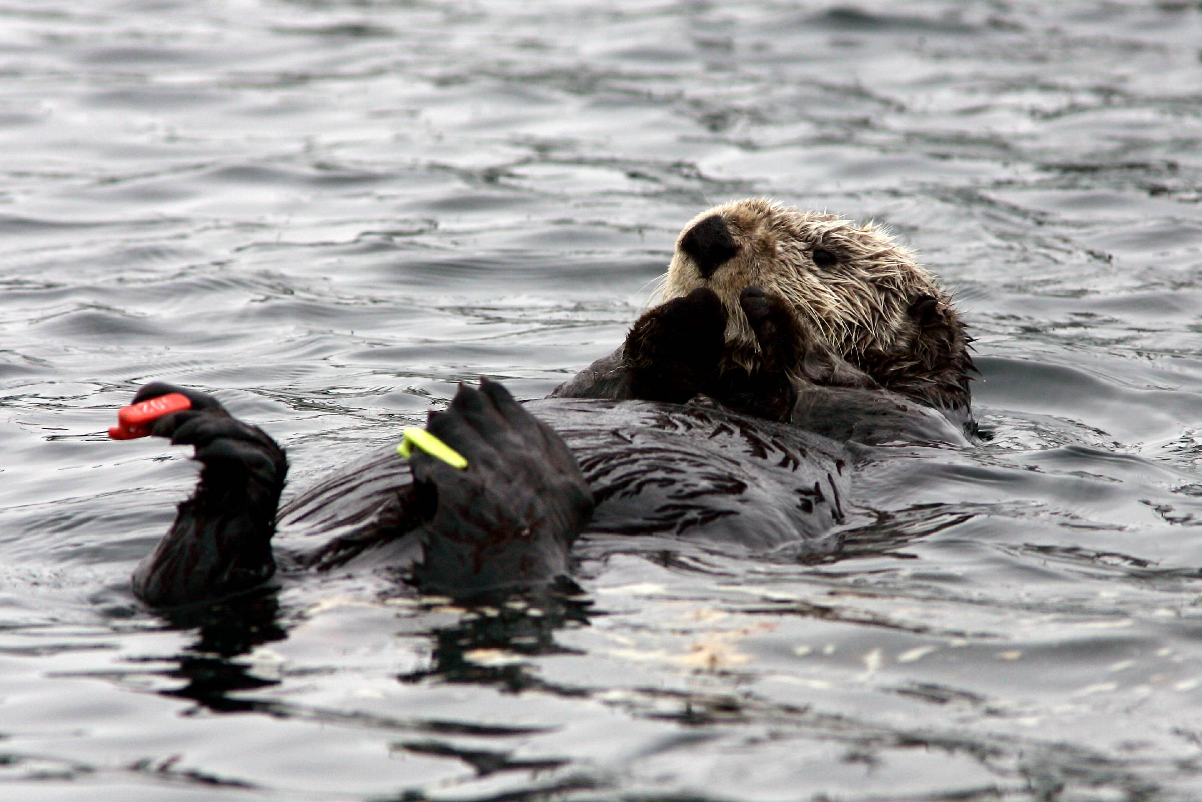 Saving sea otters and protecting our ocean | Stories
