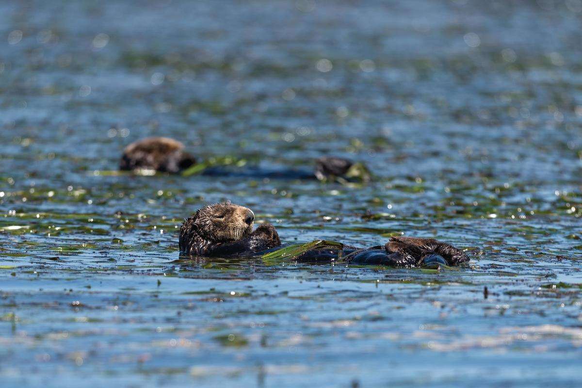 Sea otters can be furry climate warriors | Stories | Monterey Bay Aquarium