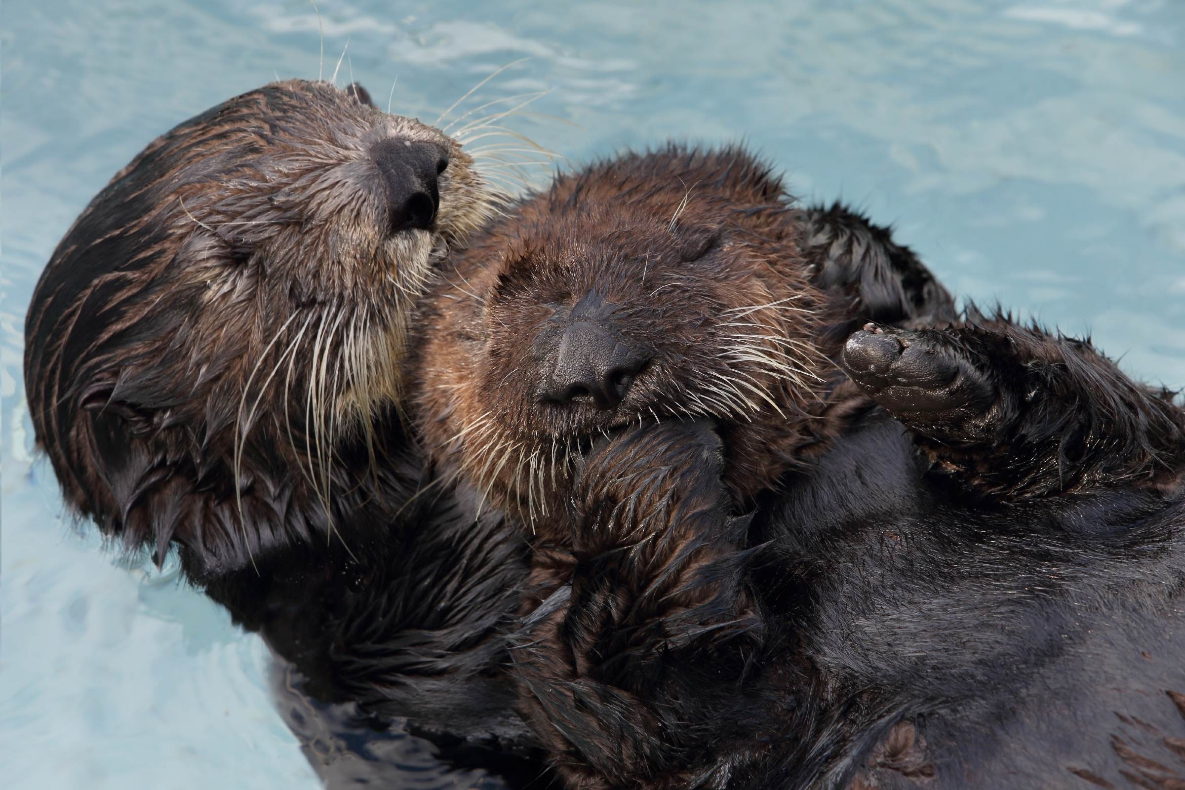 Sea otter rescue and research | Stories | Monterey Bay Aquarium